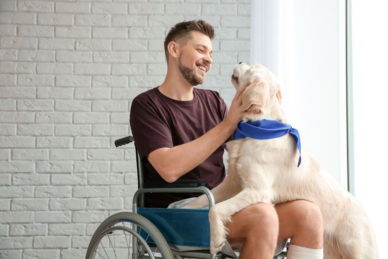Training a Psychiatric Service Dog: A Complete Guide | Pettable – ESA Experts